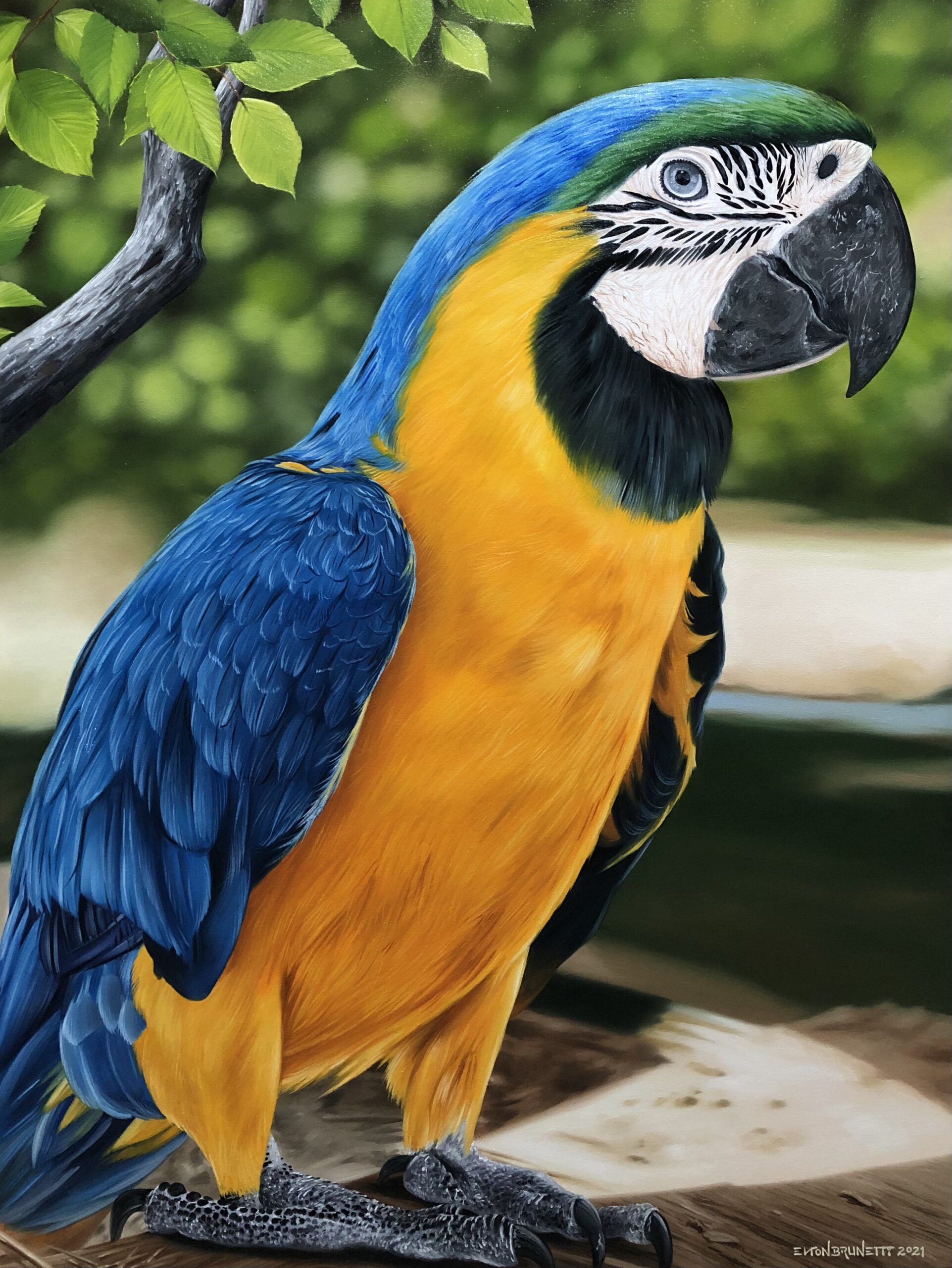 Pintura de uma Arara-canindé (Acrilex) - Baixe a Foto e Desenho - Elton B Pintura de uma Arara-canindé (Acrilex) - Baixe a Foto e Desenho - Elton B